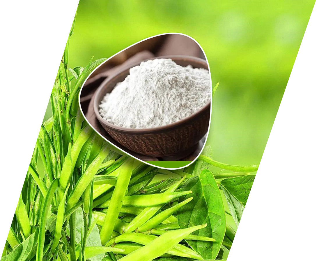 Neo Agro Exports – Neo Agro Exports